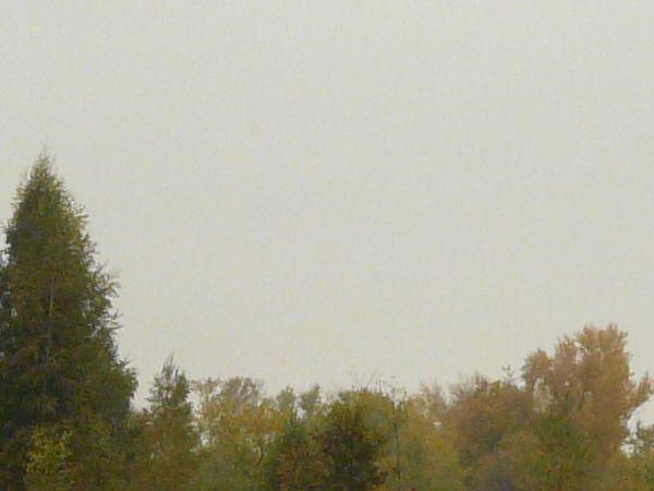 forest side view texture 0007 - Texturelib